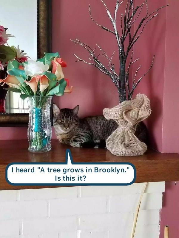 Endangered species needs protection - Lolcats - lol | cat memes | funny ...