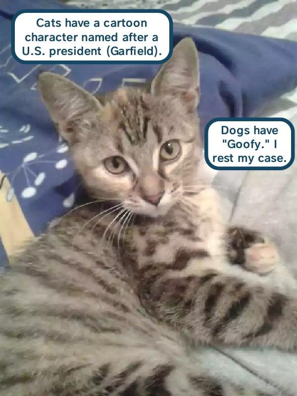 Cartoon intelligence - Lolcats - lol | cat memes | funny cats | funny ...