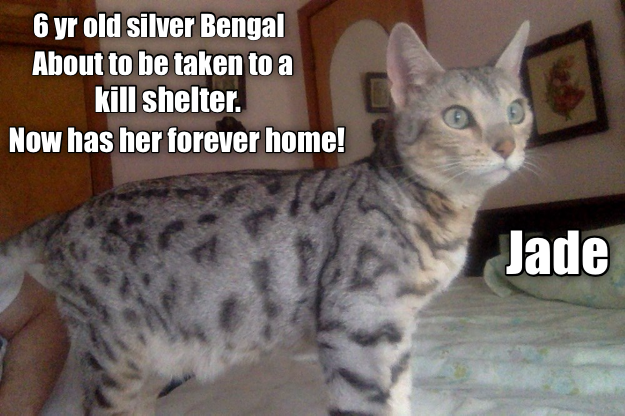 Allcats' Kittehs - Lolcats - lol | cat memes | funny cats | funny cat ...