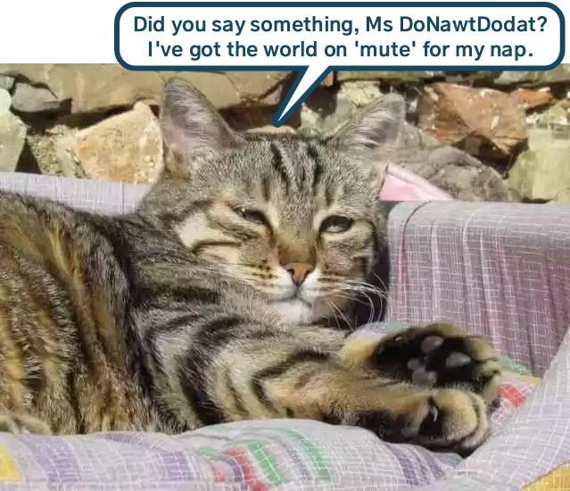 Did you say something? - Lolcats - lol | cat memes | funny cats | funny ...