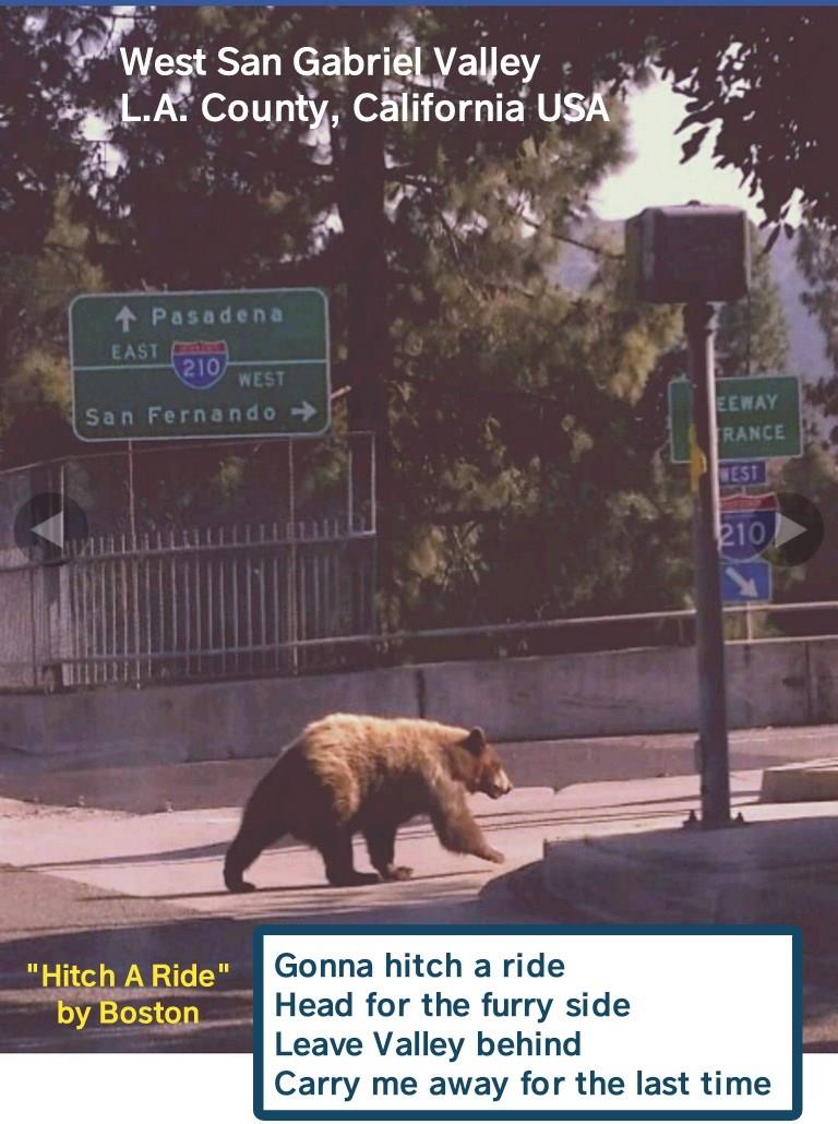 "Hitch A Ride" by Boston - Animal Comedy - Animal Comedy, funny animals ...