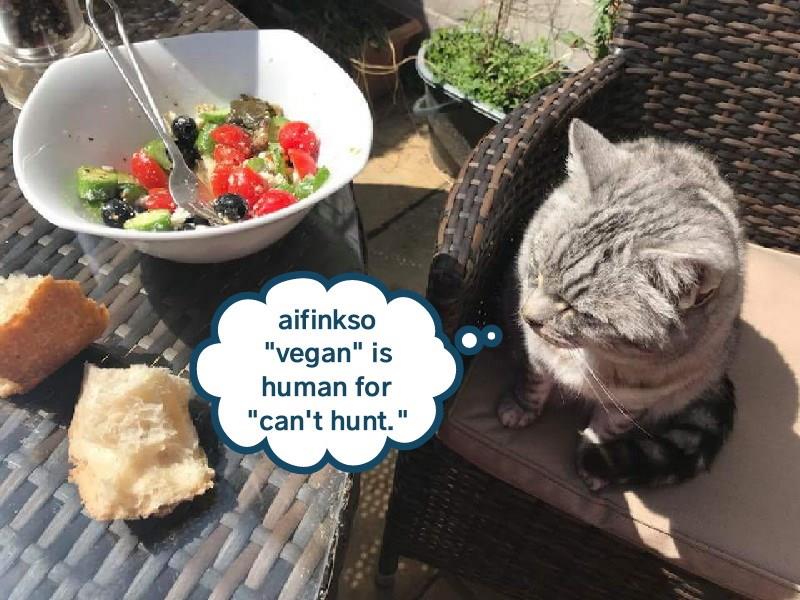 I'll have to give lessons - Lolcats - lol | cat memes | funny cats ...