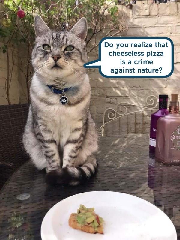 do not want - Lolcats - lol | cat memes | funny cats | funny cat ...