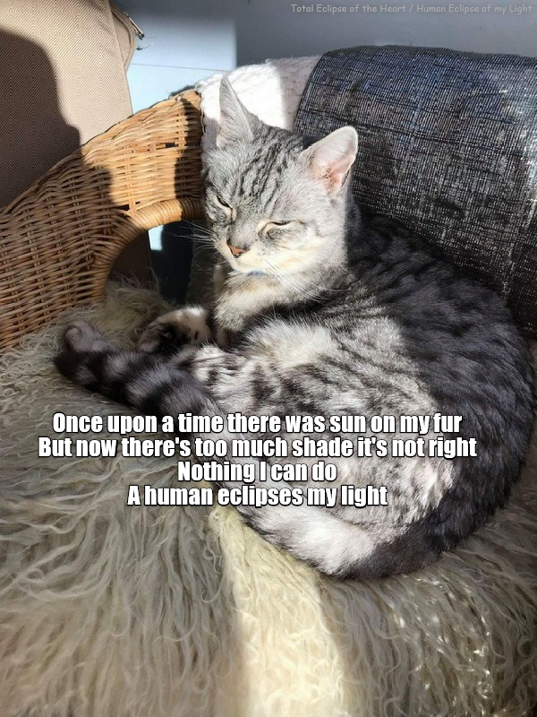 Human Eclipse of the Sun - Lolcats - lol | cat memes | funny cats ...