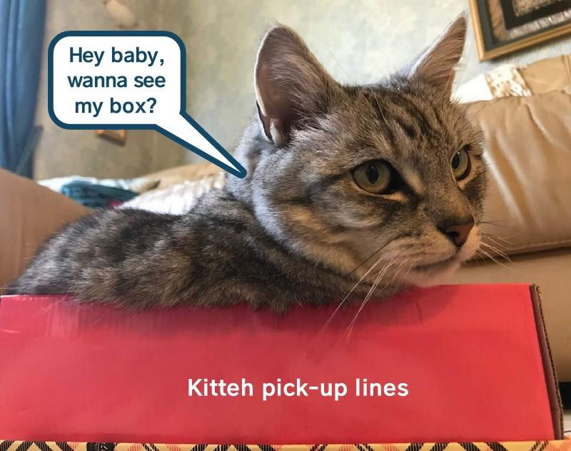 Kitteh pick-up lines - Lolcats - lol | cat memes | funny cats | funny ...