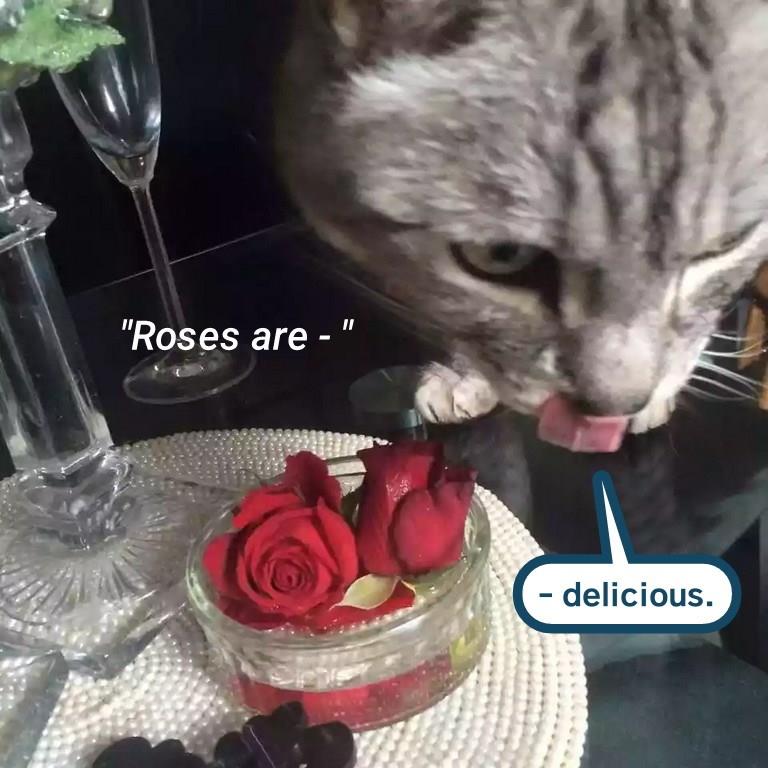 "Roses are - " - Lolcats - lol | cat memes | funny cats | funny cat ...
