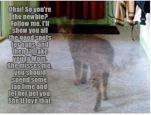 Handing over to the next kitteh-caretaker - Lolcats - lol | cat memes ...