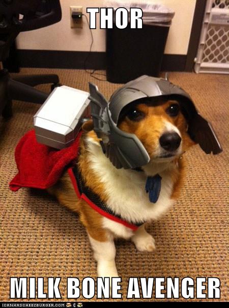 THOR MILK BONE AVENGER - I Has A Hotdog - Dog Pictures - Funny pictures ...