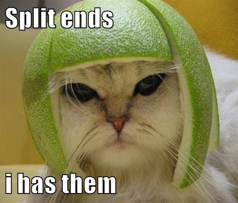 Split ends i has them - Lolcats - lol | cat memes | funny cats | funny ...