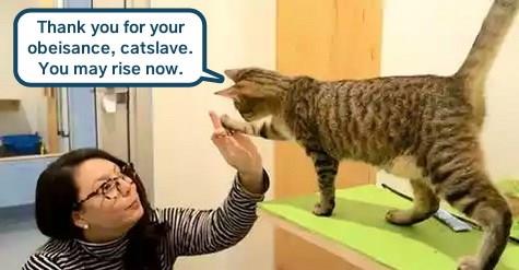 Thank you, catslave - Lolcats - lol | cat memes | funny cats | funny ...