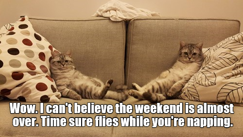 It'll be Monday before you know it - Lolcats - lol | cat memes | funny ...