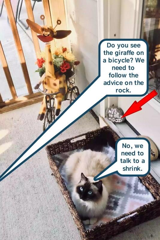 Or lay off the nip - Lolcats - lol | cat memes | funny cats | funny cat ...