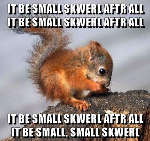 SMALL SKWERL - Animal Comedy - Animal Comedy, funny animals, animal gifs