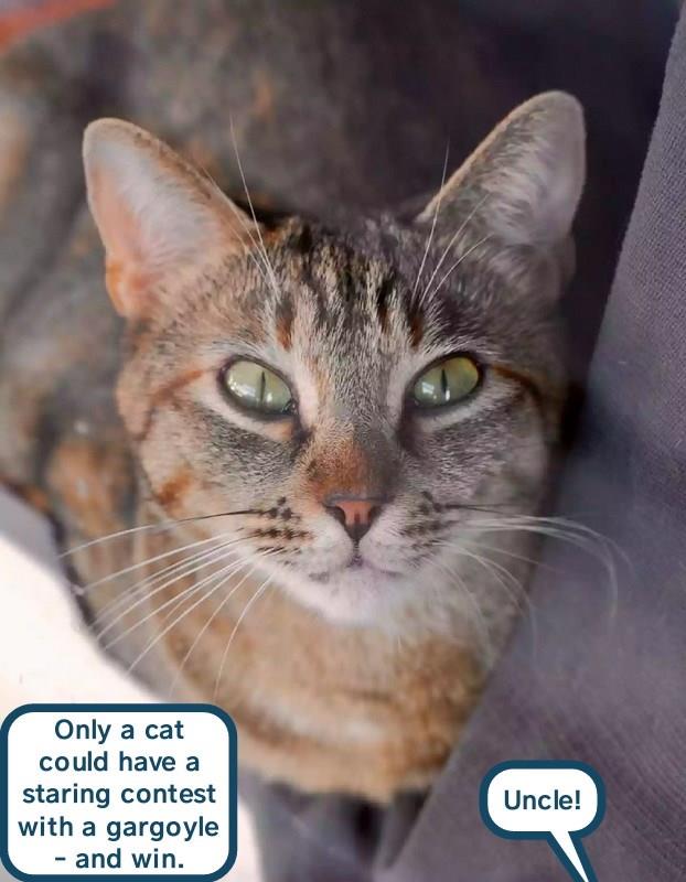 staring contest - Lolcats - lol | cat memes | funny cats | funny cat ...