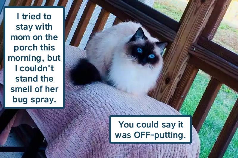 Bugged - Lolcats - lol | cat memes | funny cats | funny cat pictures ...