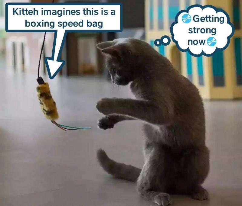 A Walter Kitty moment - Lolcats - lol | cat memes | funny cats | funny ...