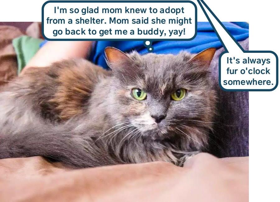 One cat leads to another - Lolcats - lol | cat memes | funny cats ...