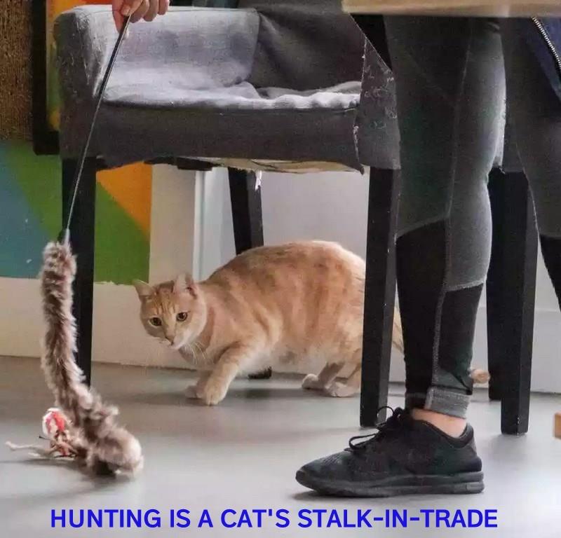 They're predators. Deal with it. - Lolcats - lol | cat memes | funny ...