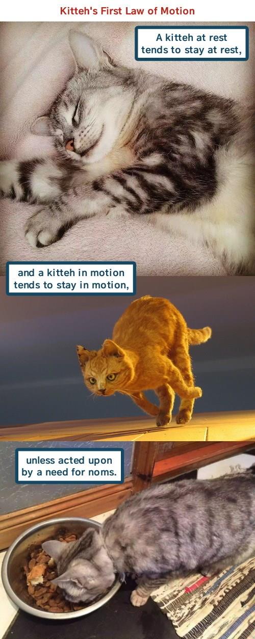 Kitteh's First Law of Motion - Lolcats - lol | cat memes | funny cats ...