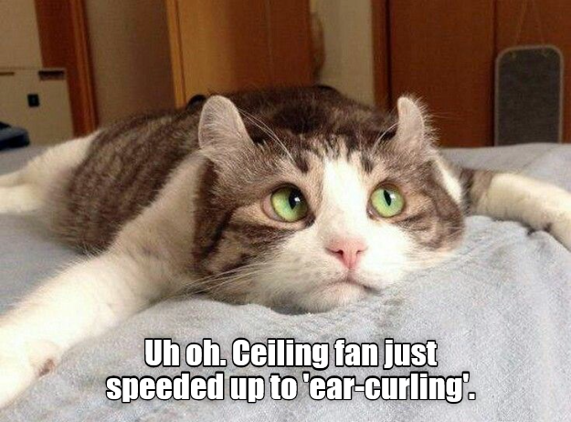 Uh oh. - Lolcats - lol | cat memes | funny cats | funny cat pictures ...