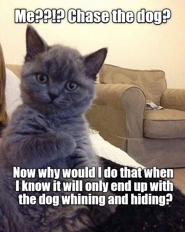 Me? Chase the dog? You accuse me?!!?? - Lolcats - lol | cat memes ...