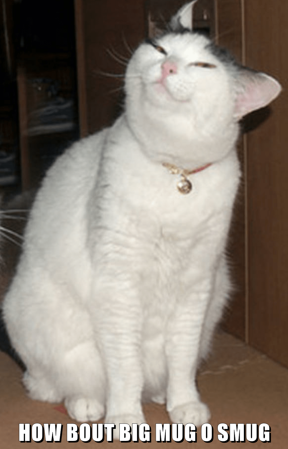 HOW BOUT BIG MUG O SMUG - Lolcats - lol | cat memes | funny cats ...