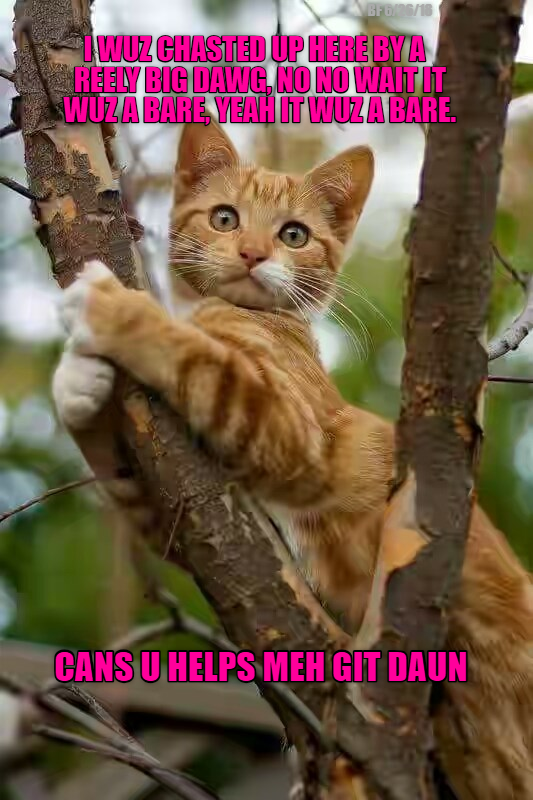 SKAREDY KAT NEEDS HELP - Lolcats - lol | cat memes | funny cats | funny ...