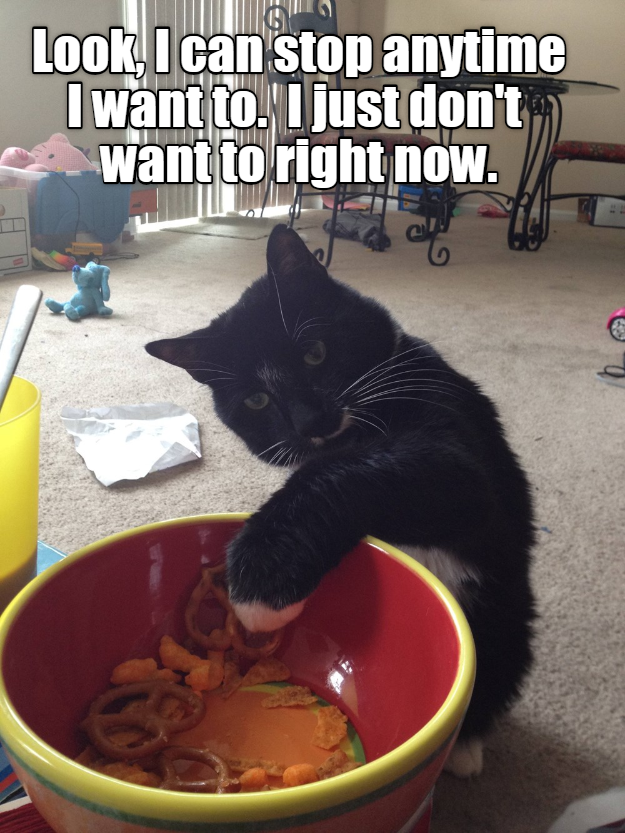 I can stop whenever - Lolcats - lol | cat memes | funny cats | funny ...
