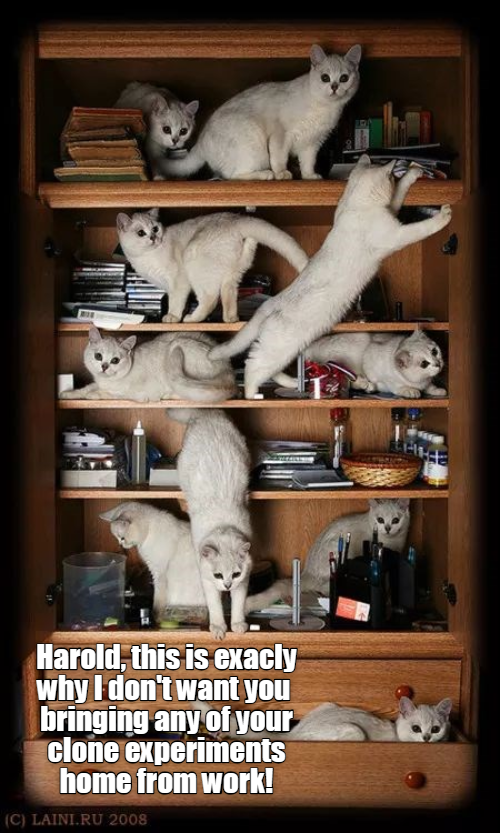 This experiment has gone out of control... - Lolcats - lol | cat memes ...