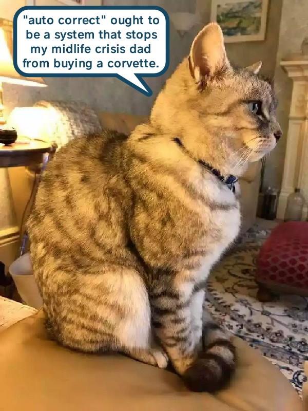 Kitteh: "what autocorrect ought to be" - Lolcats - lol | cat memes ...