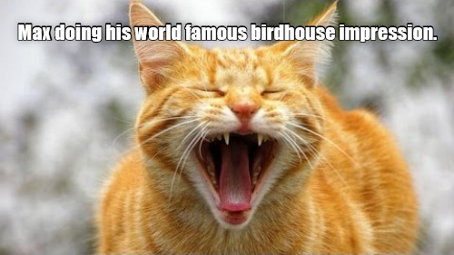 Looks like the famous mousetrap impression - Lolcats - lol | cat memes ...