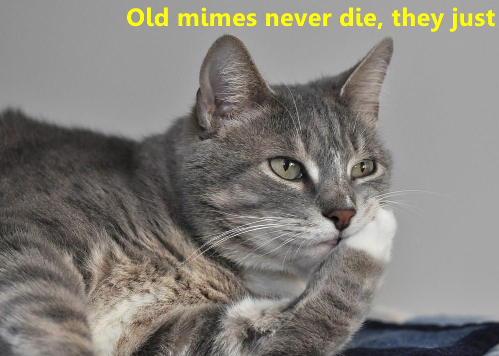 Old mimes never die, they just - Lolcats - lol | cat memes | funny cats ...