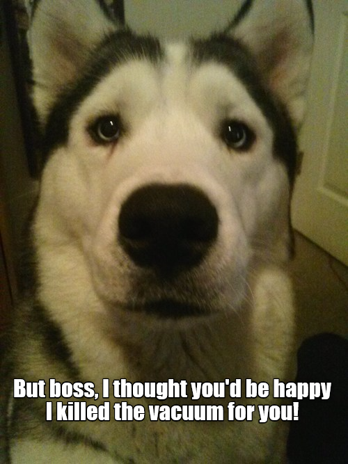 Please stop yelling at me - I Has A Hotdog - Dog Pictures - Funny ...