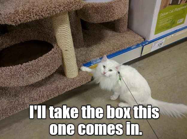 Can you gift wrap that? - Lolcats - lol | cat memes | funny cats ...