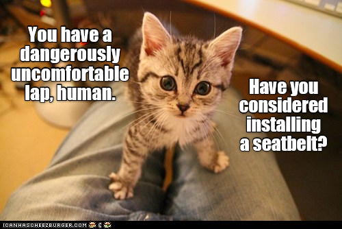 Or a safety net? - Lolcats - lol | cat memes | funny cats | funny cat ...