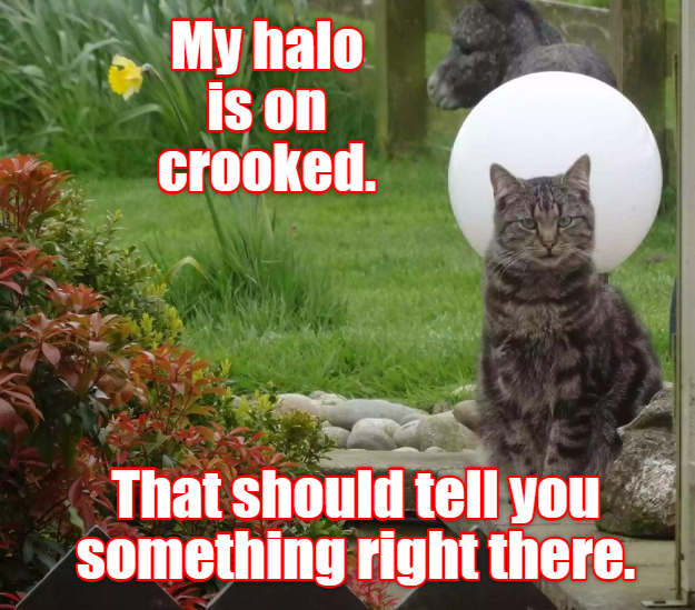 Satan Cat Memes