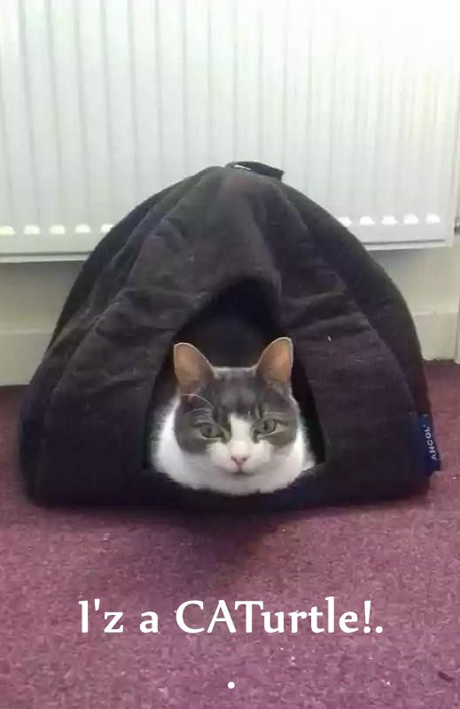 I'z a CATurtle!. . - Lolcats - lol | cat memes | funny cats | funny cat ...