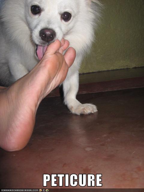 PETICURE - I Has A Hotdog - Dog Pictures - Funny pictures of dogs - Dog ...