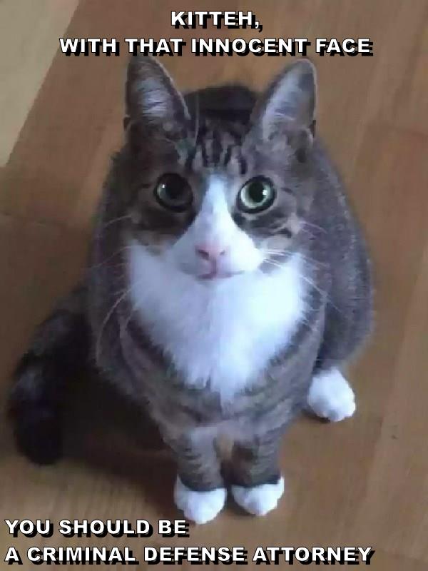 A CRIMINAL DEFENSE ATTORNEY - Lolcats - lol | cat memes | funny cats ...