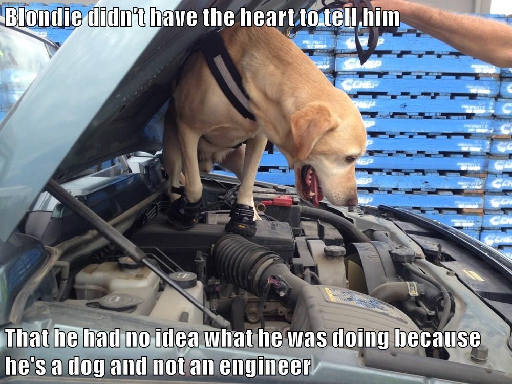 He's a dog and not an engineer - I Has A Hotdog - Dog Pictures - Funny ...