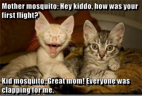 Everyone was clapping for me... - Lolcats - lol | cat memes | funny ...