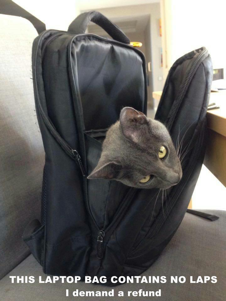 LAPTOP BAG - Lolcats - lol | cat memes | funny cats | funny cat ...