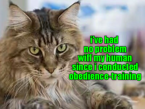 Training IS critical - Lolcats - lol | cat memes | funny cats | funny ...