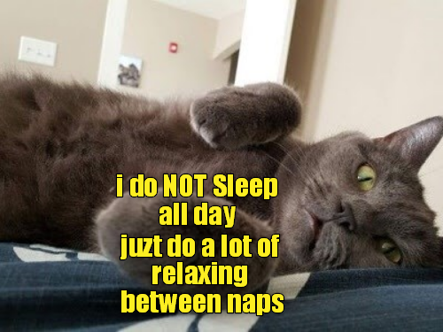 Well, that's a relief - Lolcats - lol | cat memes | funny cats | funny ...