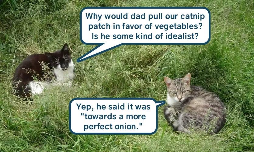 He said, by way of preamble - Lolcats - lol | cat memes | funny cats ...