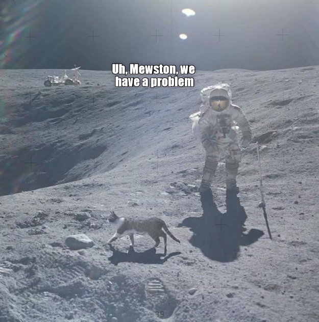 One small step, one tinier step - Lolcats - lol | cat memes | funny ...