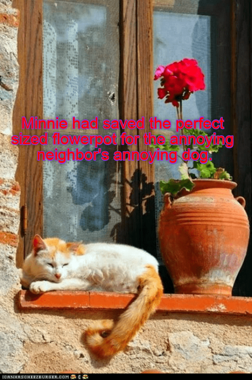 Stay awake to make the perfect push - Lolcats - lol | cat memes | funny ...