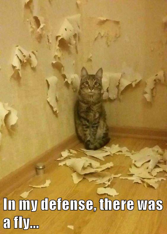 In my defense, there was a fly... - Lolcats - lol | cat memes | funny ...