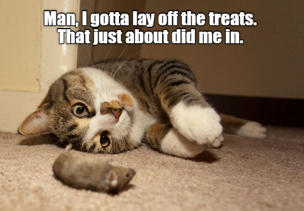 Lay off the treats - Lolcats - lol | cat memes | funny cats | funny cat ...
