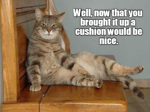 Yea, it will be nice... - Lolcats - lol | cat memes | funny cats ...